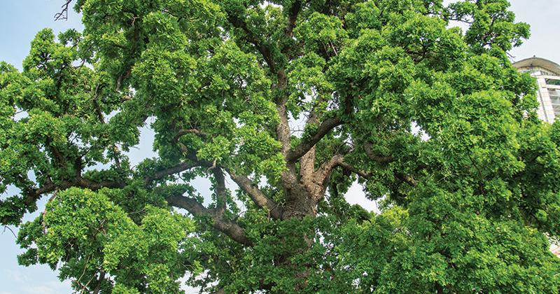 Creek Council Oak Tree | June-2017 | tulsapeople.com