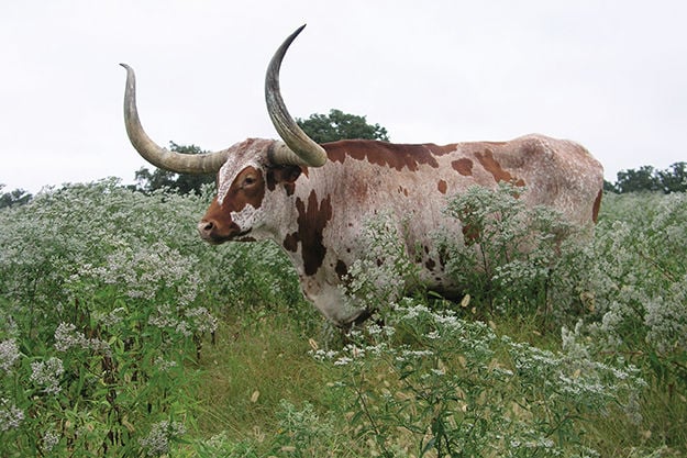 The ‘magic’ of Woolaroc | Blogs | tulsapeople.com