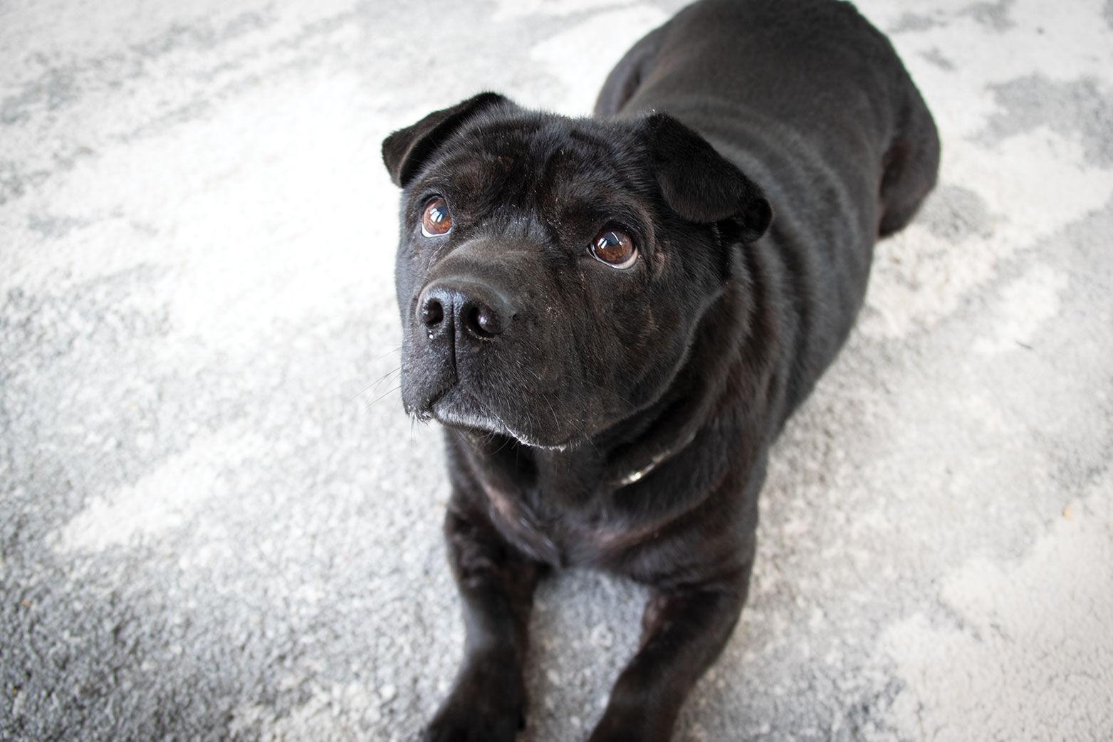 On the clock: Six pets who call Tulsa retail shops home | Lifestyle ...