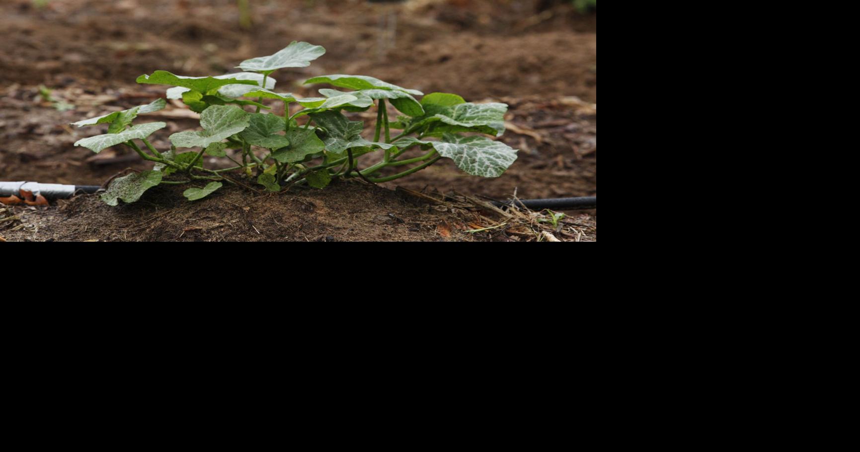 Master Gardener: Best practices for growing squash and tips for warding ...