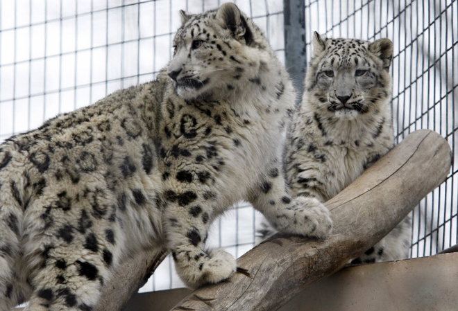 Tulsa Zoo's $150 million master plan includes new tiger, snow leopard ...