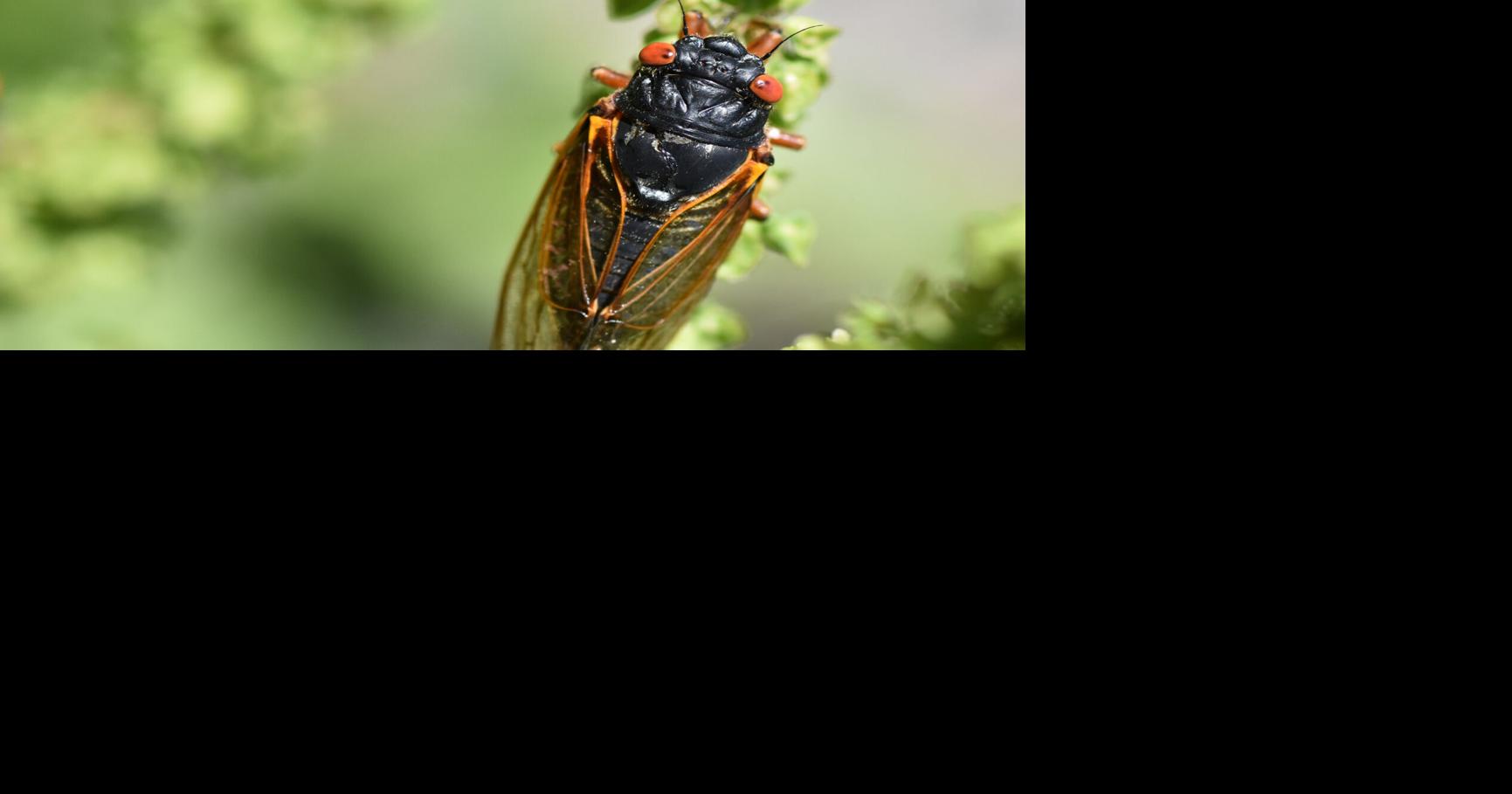 Cicadas provide a good source of protein as food