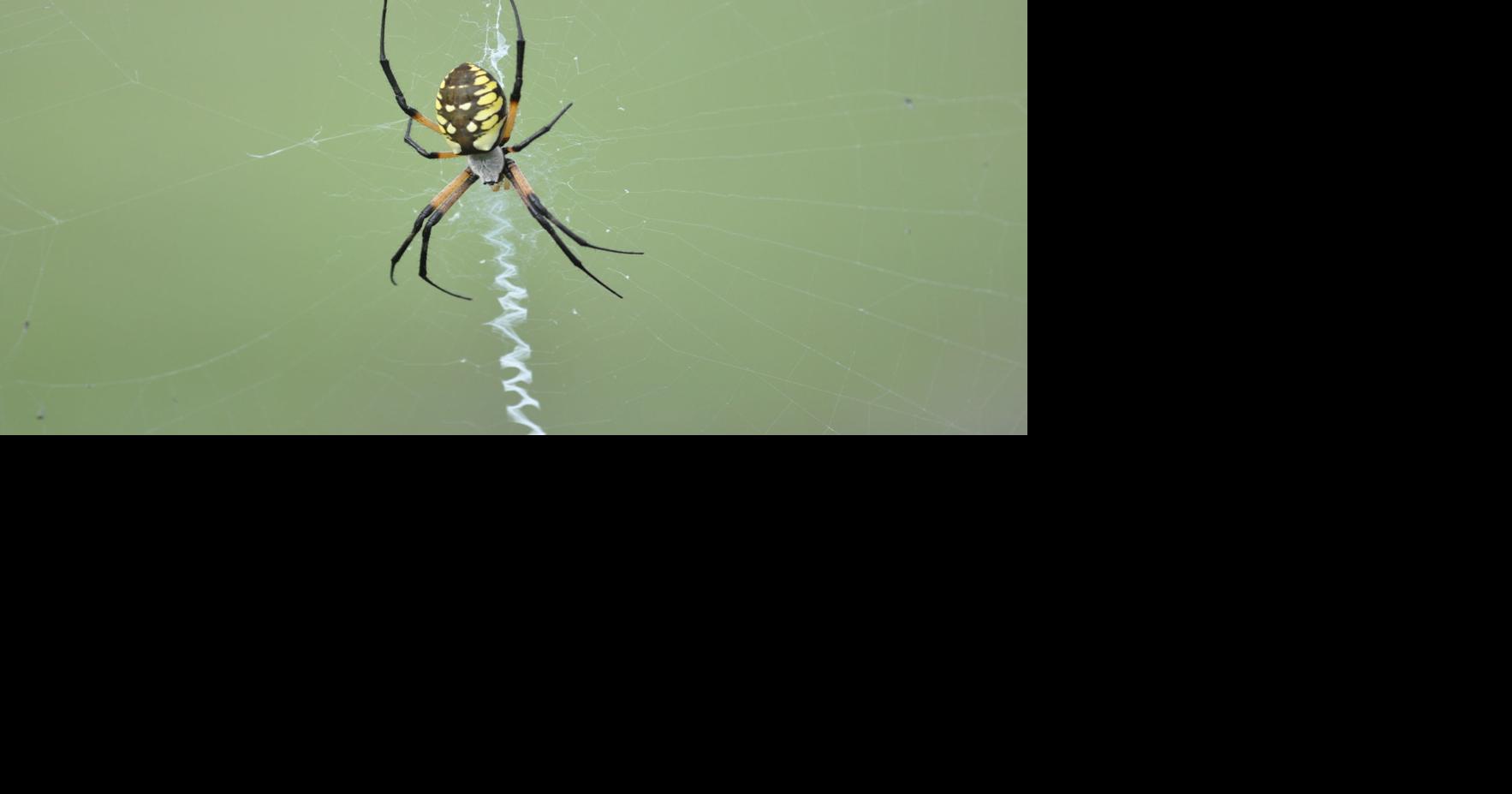 Orb spiders are nothing to dislike