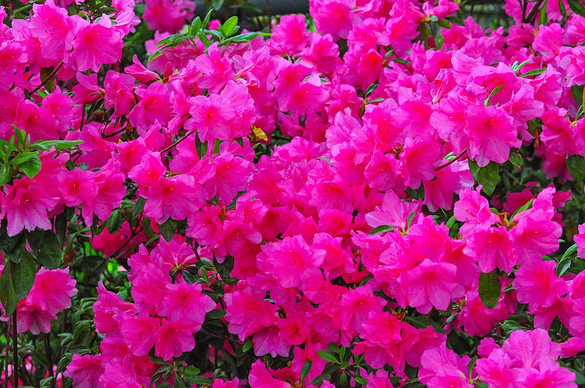 Master Gardener: Keep your azalea bushes looking beautiful through ...