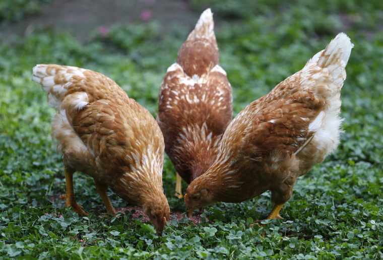 Ginnie Graham: Chickens sweep past cattle in popularity contest
