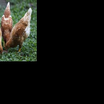 Ginnie Graham: Chickens sweep past cattle in popularity contest