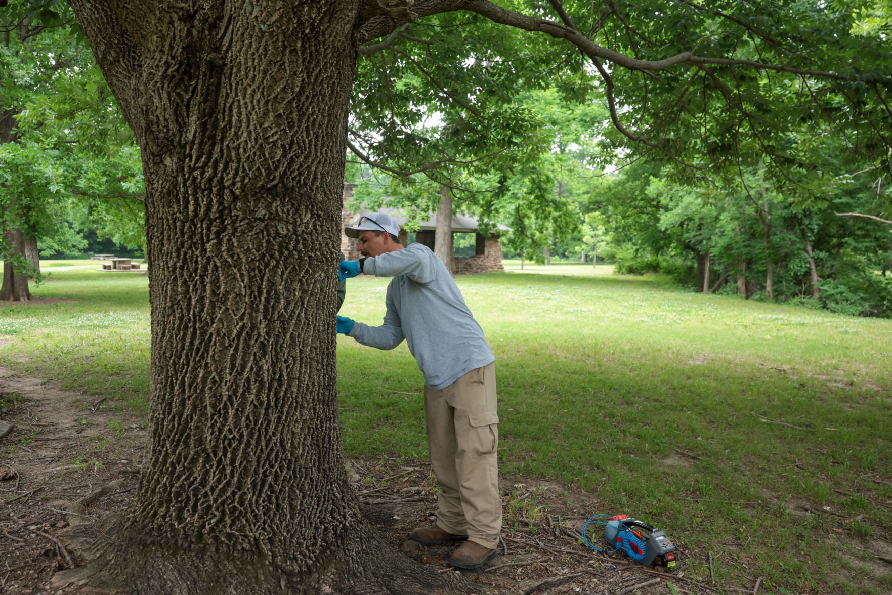 Emerald Ash