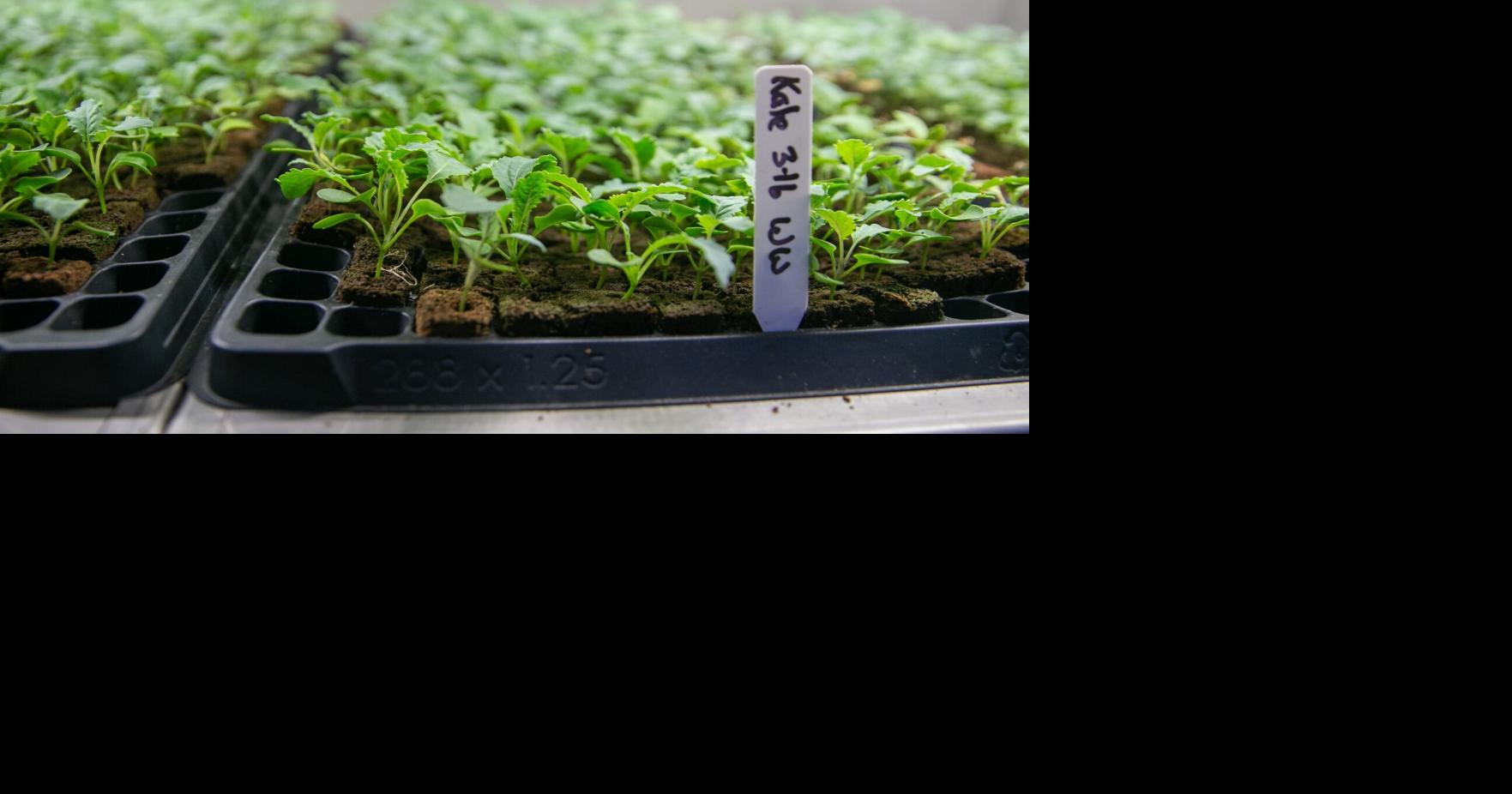 Help fall vegetable garden last longer with covers, frame