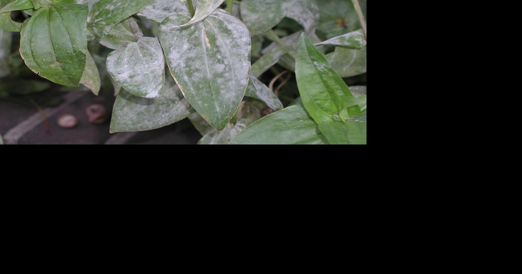 How to detect and treat powdery mildew on your plants