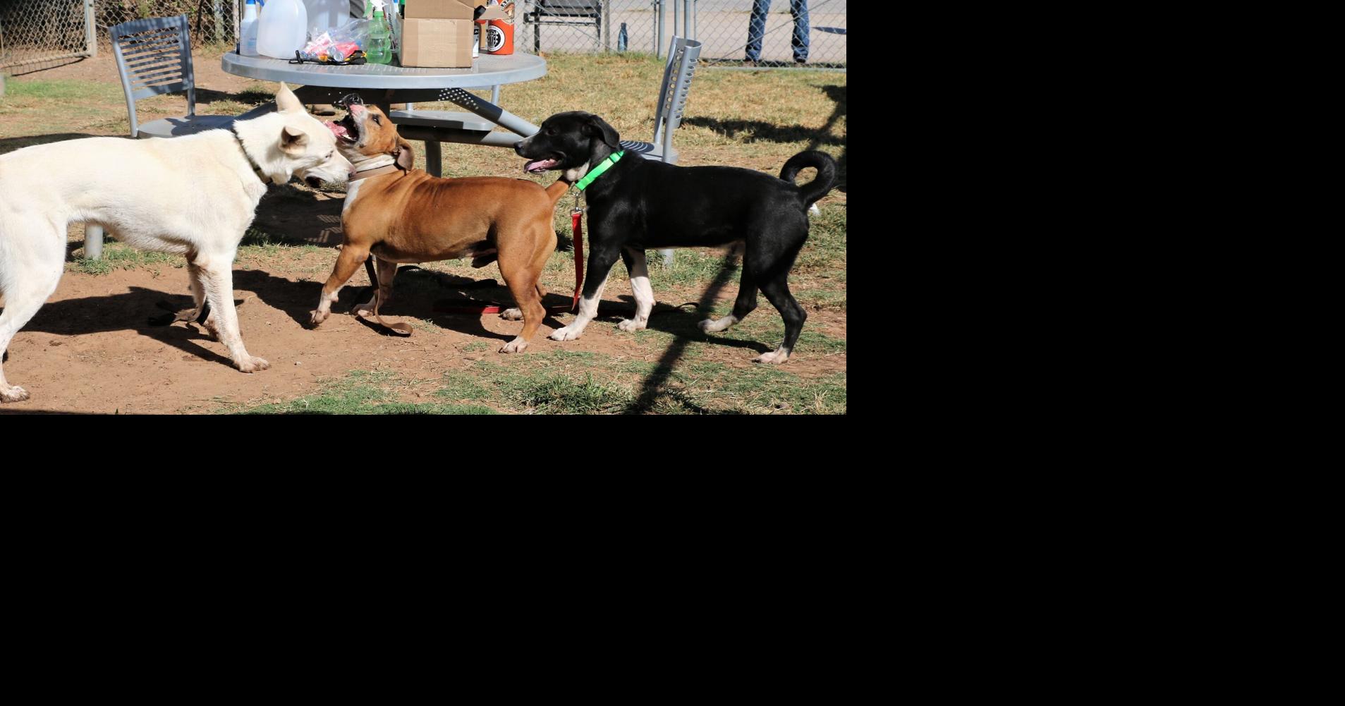 Playing for keeps: Animal shelter playgroups can give dogs a new leash ...