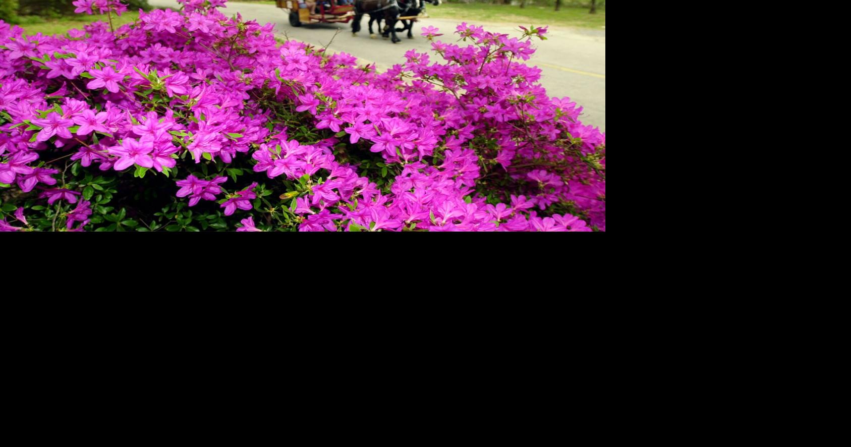 Muskogee Azalea Festival is annual April Oklahoma tradition