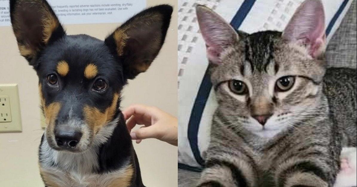 Pawsitively adorable: Meet 45 adoptable dogs and cats looking for love ...