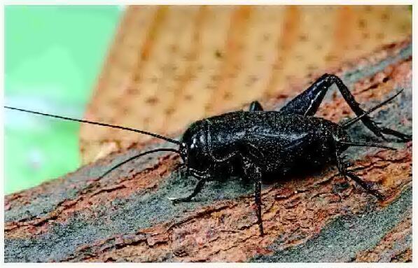 Seeing more crickets than usual? Here's why