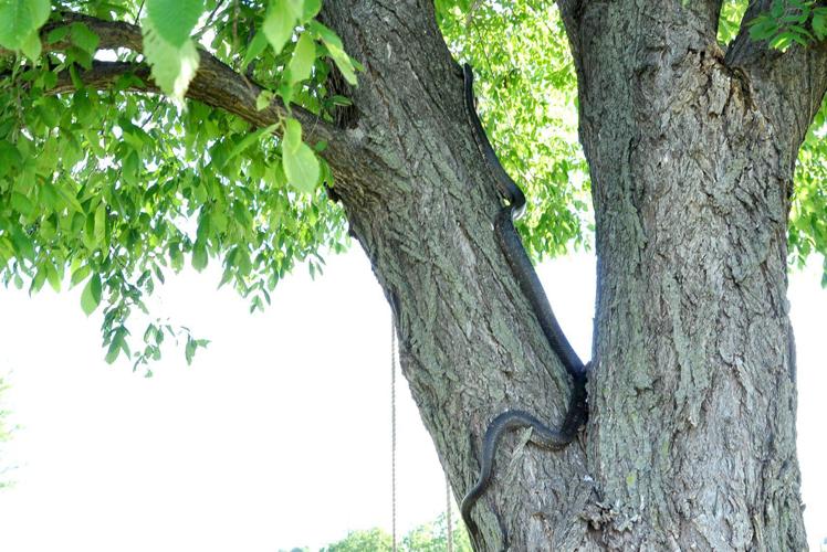 Rat snakes sometimes freeze with 'kinked' posture