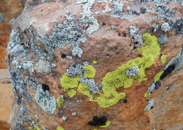 Growths on trees can be harmless burls, lichen