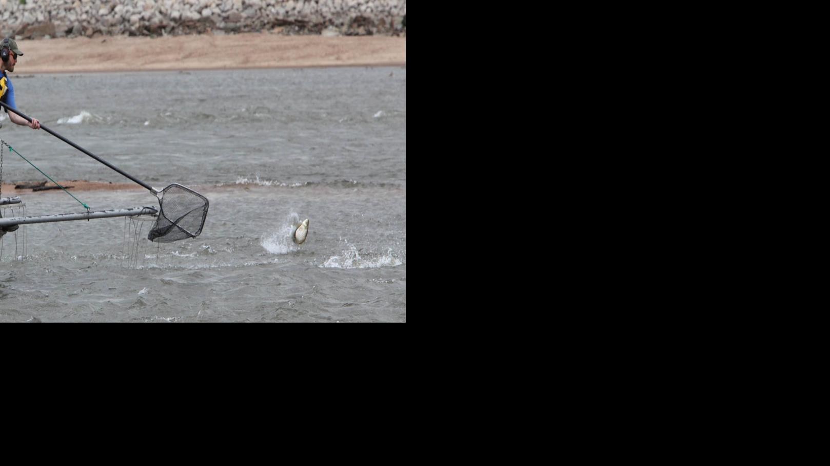 Photo gallery: Striped bass collected below Zink Dam in Tulsa | Sports ...