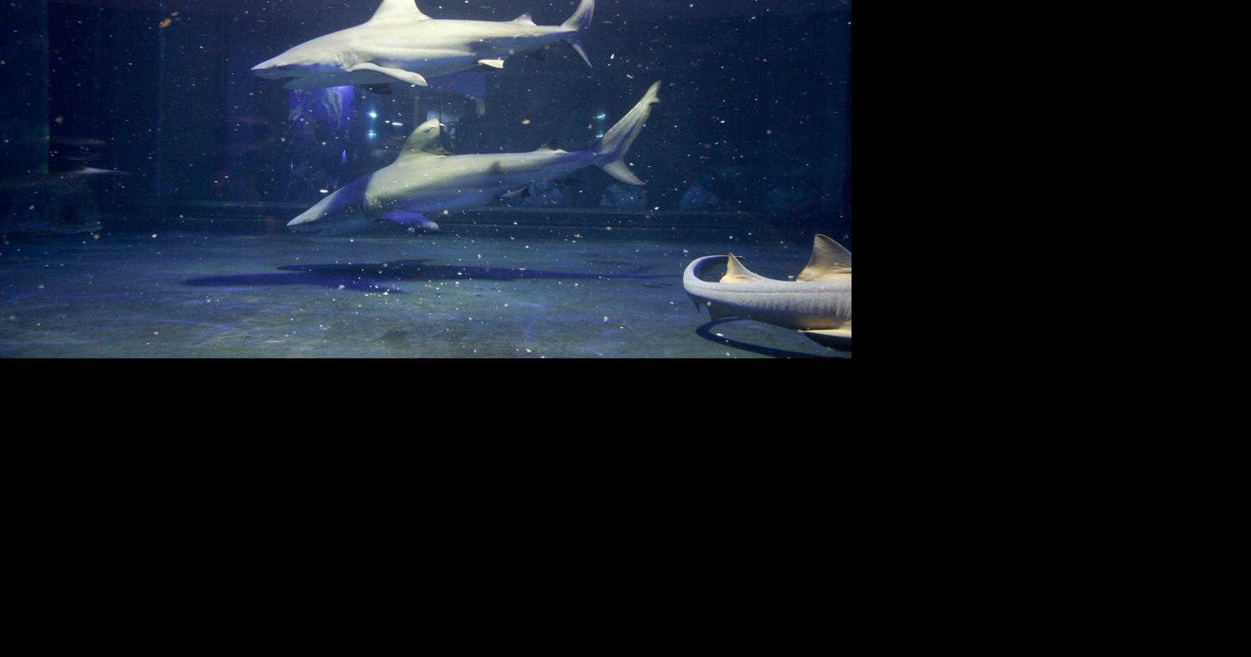 Get to know the Oklahoma Aquarium sharks during Shark Week
