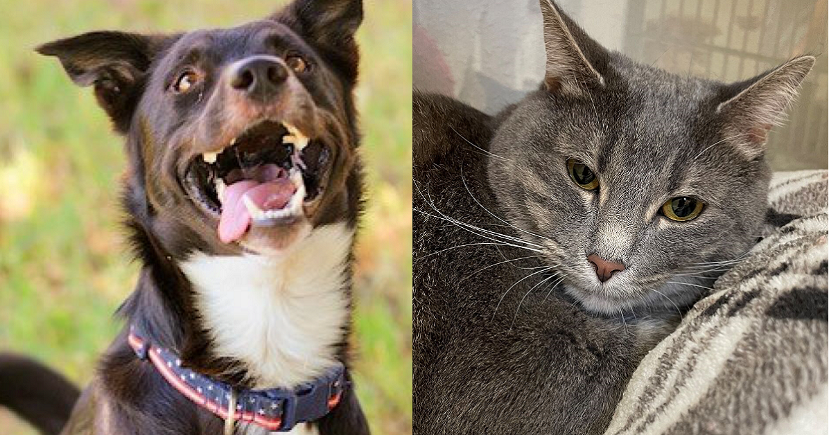 Pawsitively adorable: Meet 42 adoptable dogs and cats looking for love ...