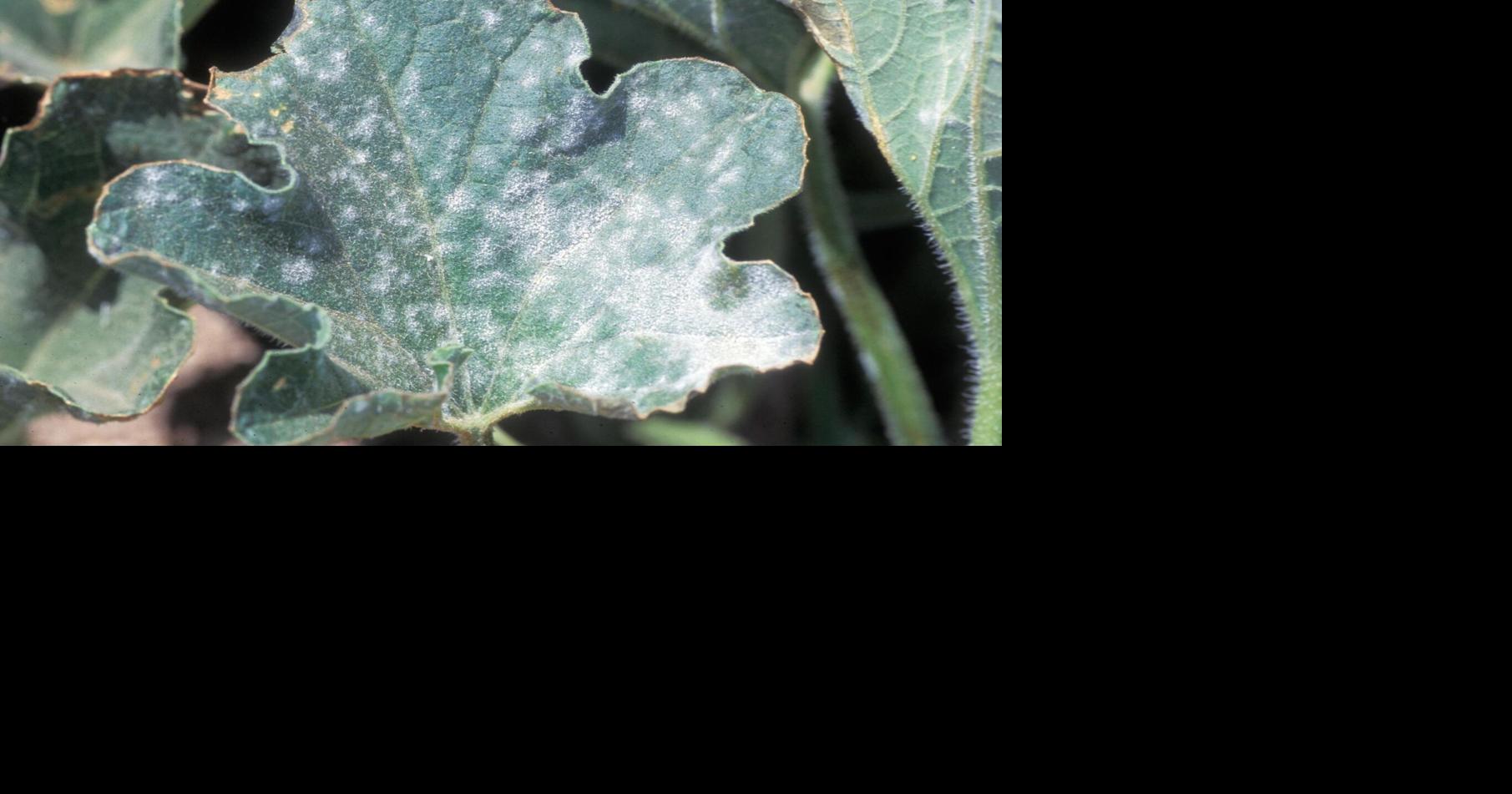 Master Gardener: Preventing, treating powdery mildew