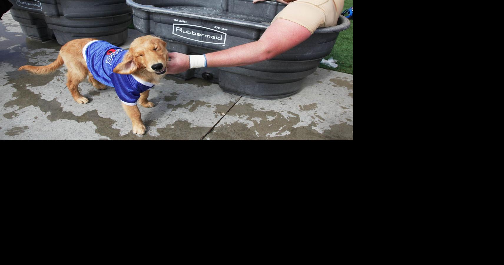 University of Tulsa once had a live mascot for football