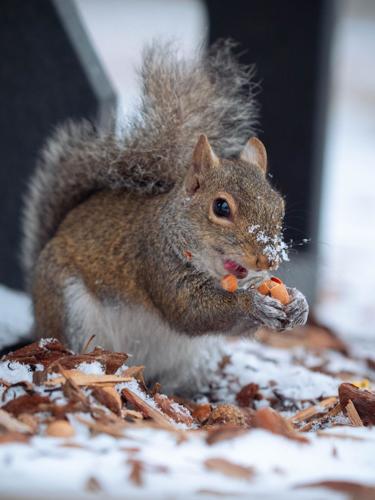 OU photographer snaps up prize for squirrelly shot