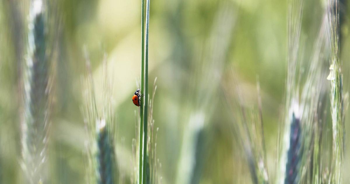 Master Gardener: Steps to entice ladybugs to your yard