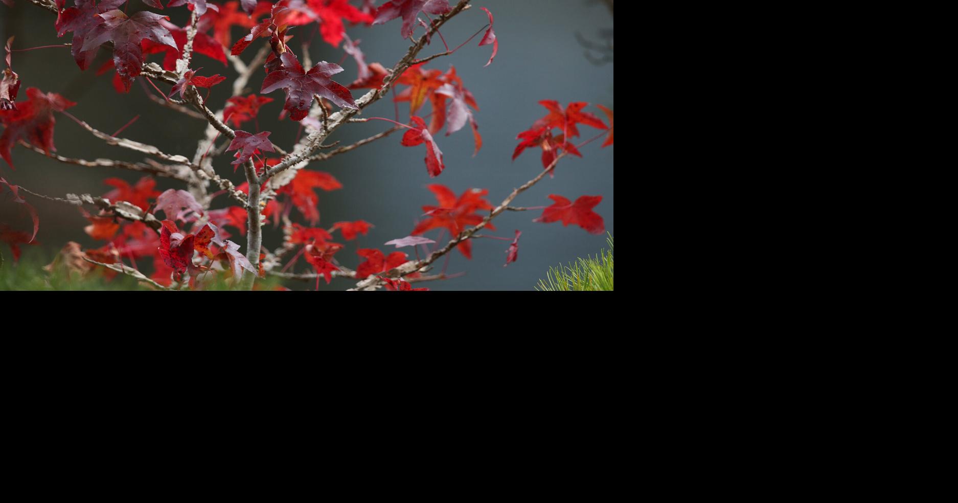 Throwback Tulsa: Fall foliage at Beavers Bend State Park