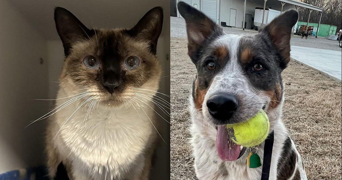 Pawsitively adorable: Meet 33 adoptable dogs and cats looking for love ...
