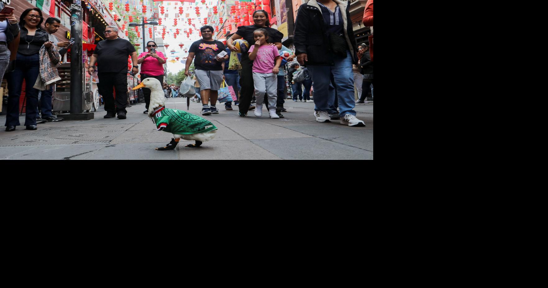 Merlin the duck: From Mexico City streets to World Cup stardom