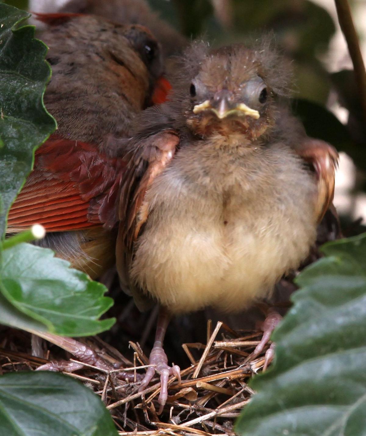 Photo Gallery: Northern cardinal chicks leave the nest