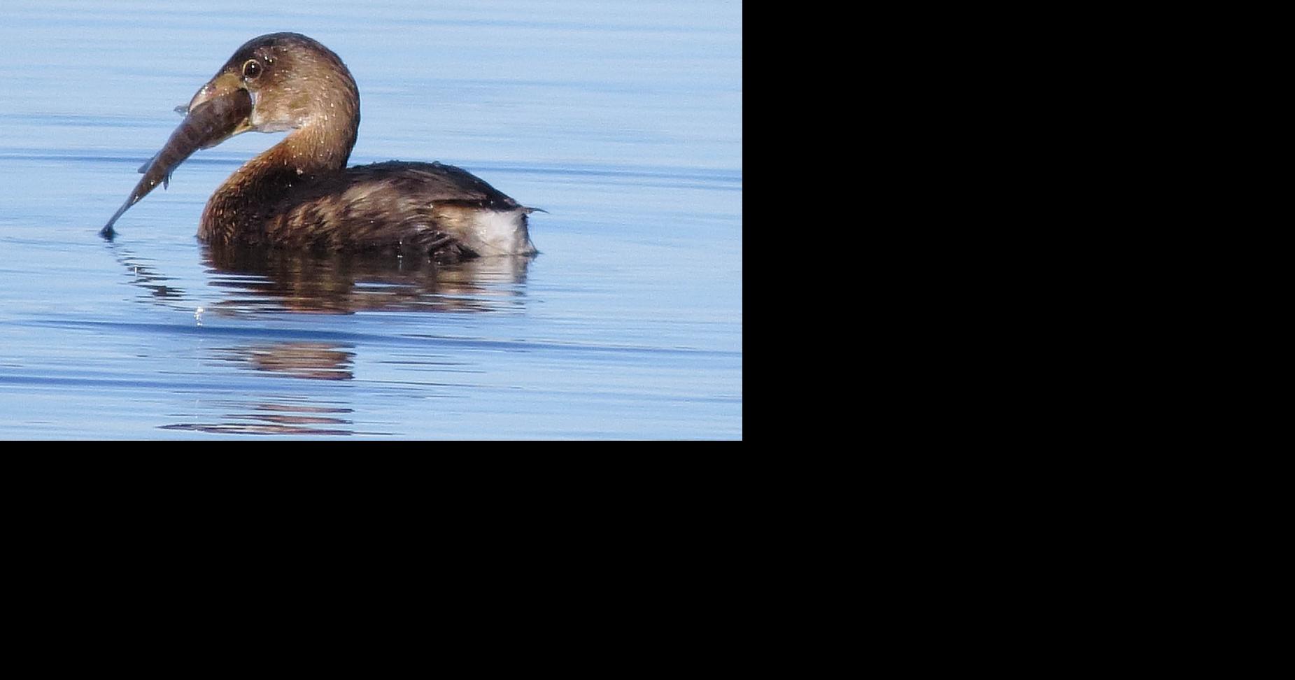 Bird Watch: Gulp! Birds that swallow food whole take some risk