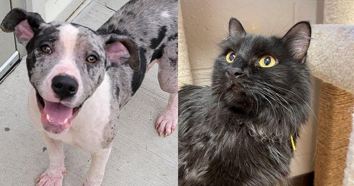 Pawsitively adorable: Meet 38 adoptable dogs and cats looking for love ...