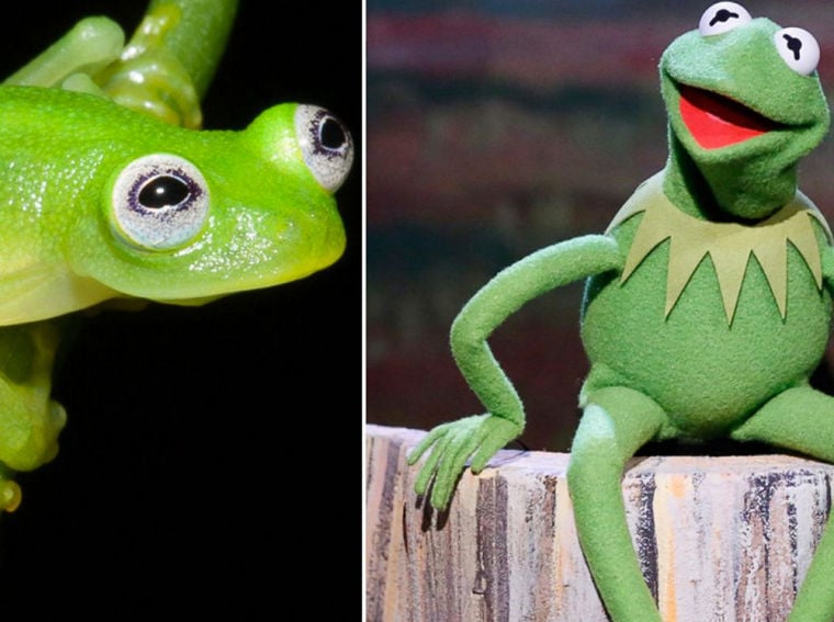 Kermit the Frog reacts to real-life lookalike discovered in Costa Rica