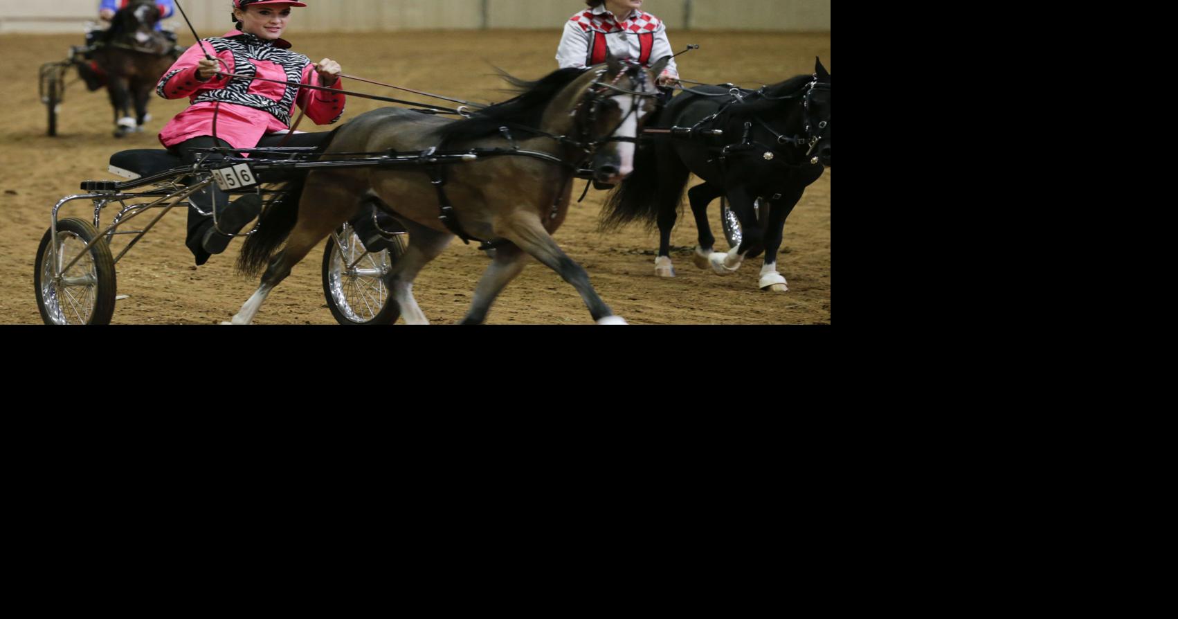 Ginnie Graham: Little horses can have big attitudes