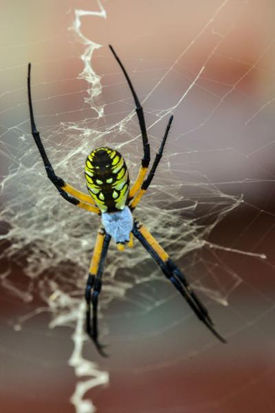 Master Gardener: Most garden spiders are harmless, but useful as insect ...