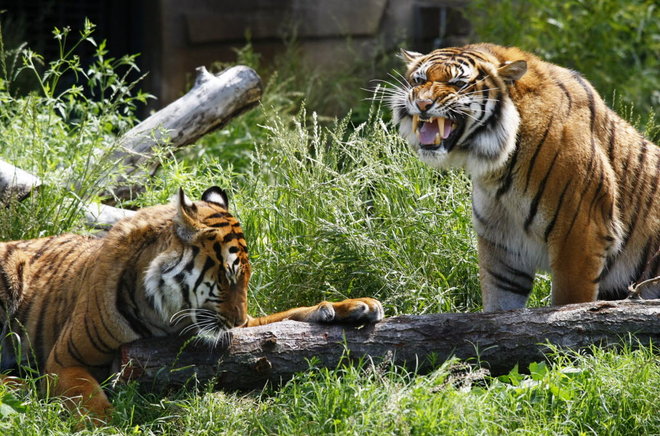 Tulsa Zoo's $150 million master plan includes new tiger, snow leopard ...