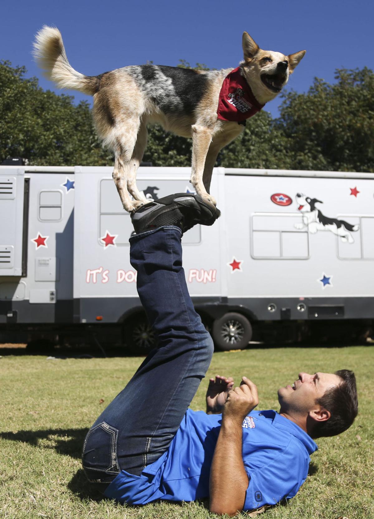 Photo gallery: The amazing Perondi stunt dogs of the Tulsa State Fair