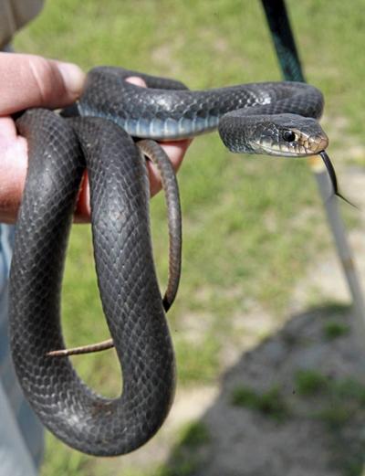 World Around You: Black-racer snakes generally lightning-fast and ...