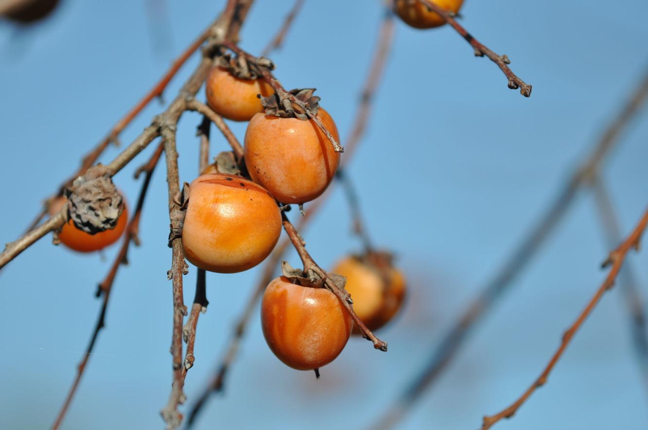 Wild persimmon tree full of fruit