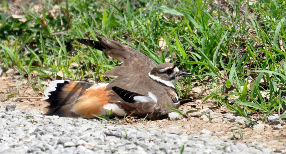 Bird Watch: Killdeer chicks disappear into their surroundings | Sports ...
