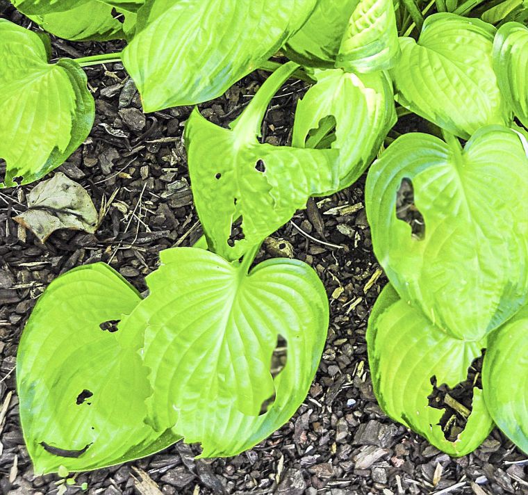 Slugs can devastate hostas, experts say