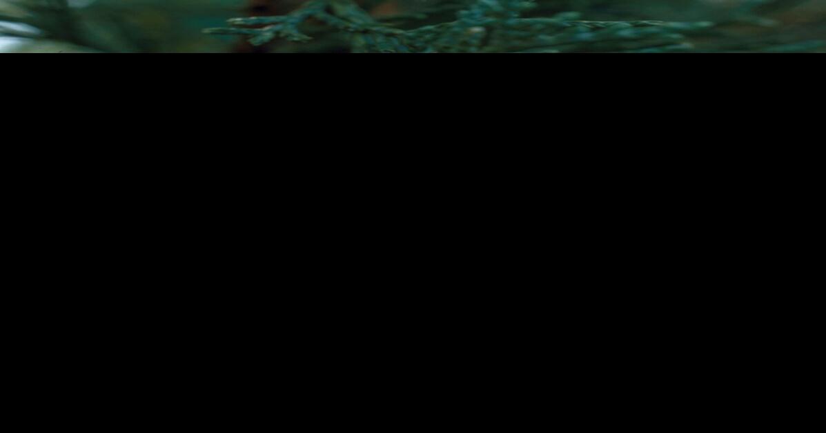 Bagworms starting to become active; time to control them