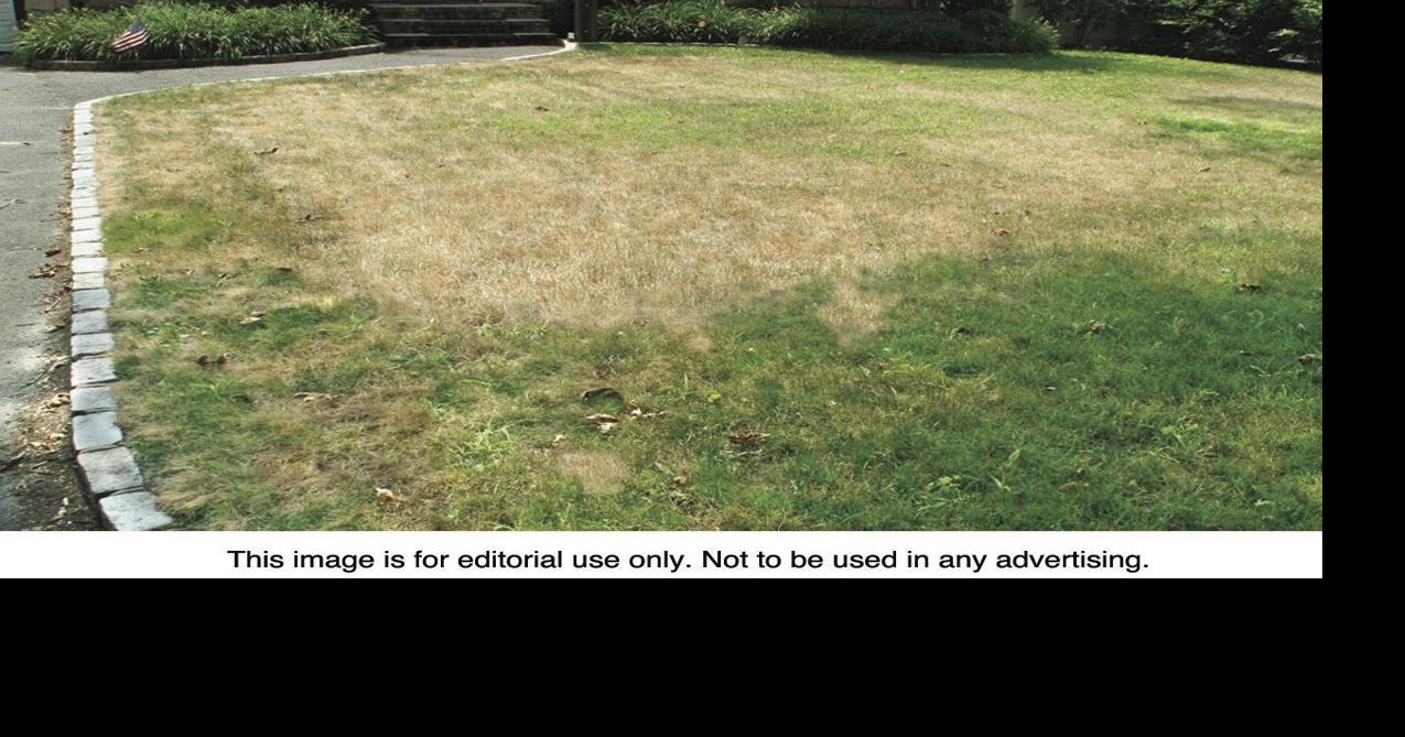 How to repair dead grass