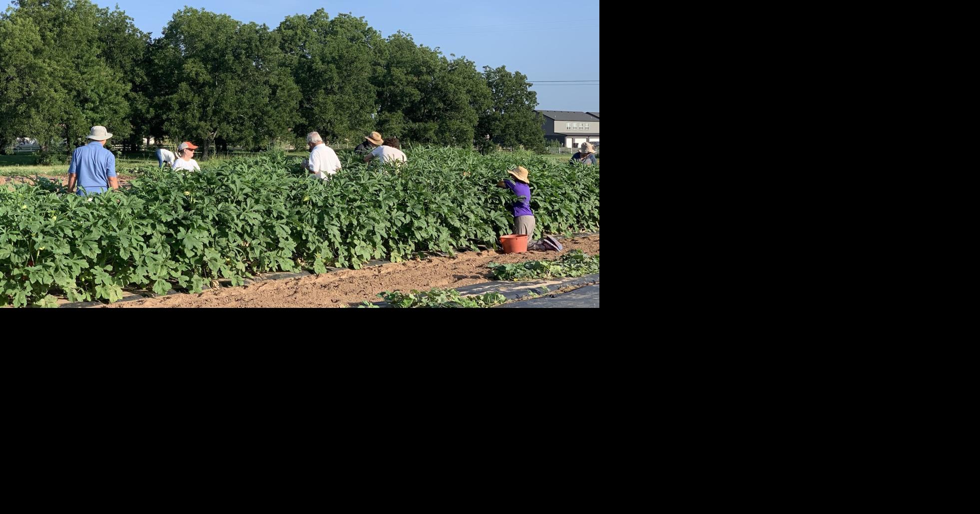 Tips for fall vegetable gardens in Oklahoma