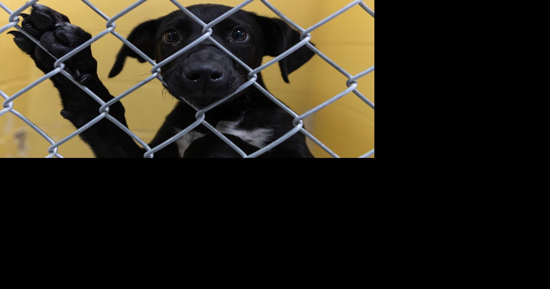 Tulsa Animal Services makes plea ahead of city budget vote