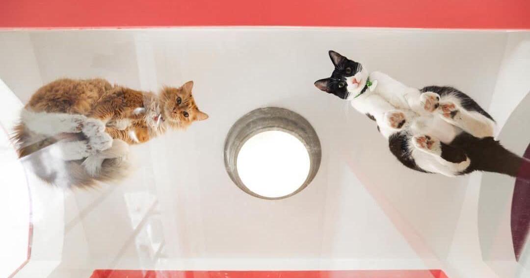 Cat cafe coming to Tulsa after immediate success in OKC