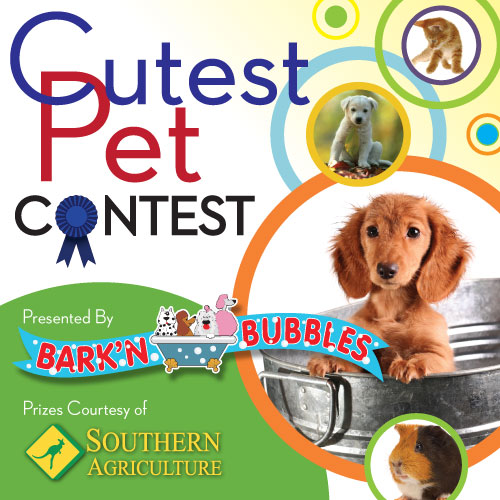 The Dog (And Cat) Days of Summer Are Here