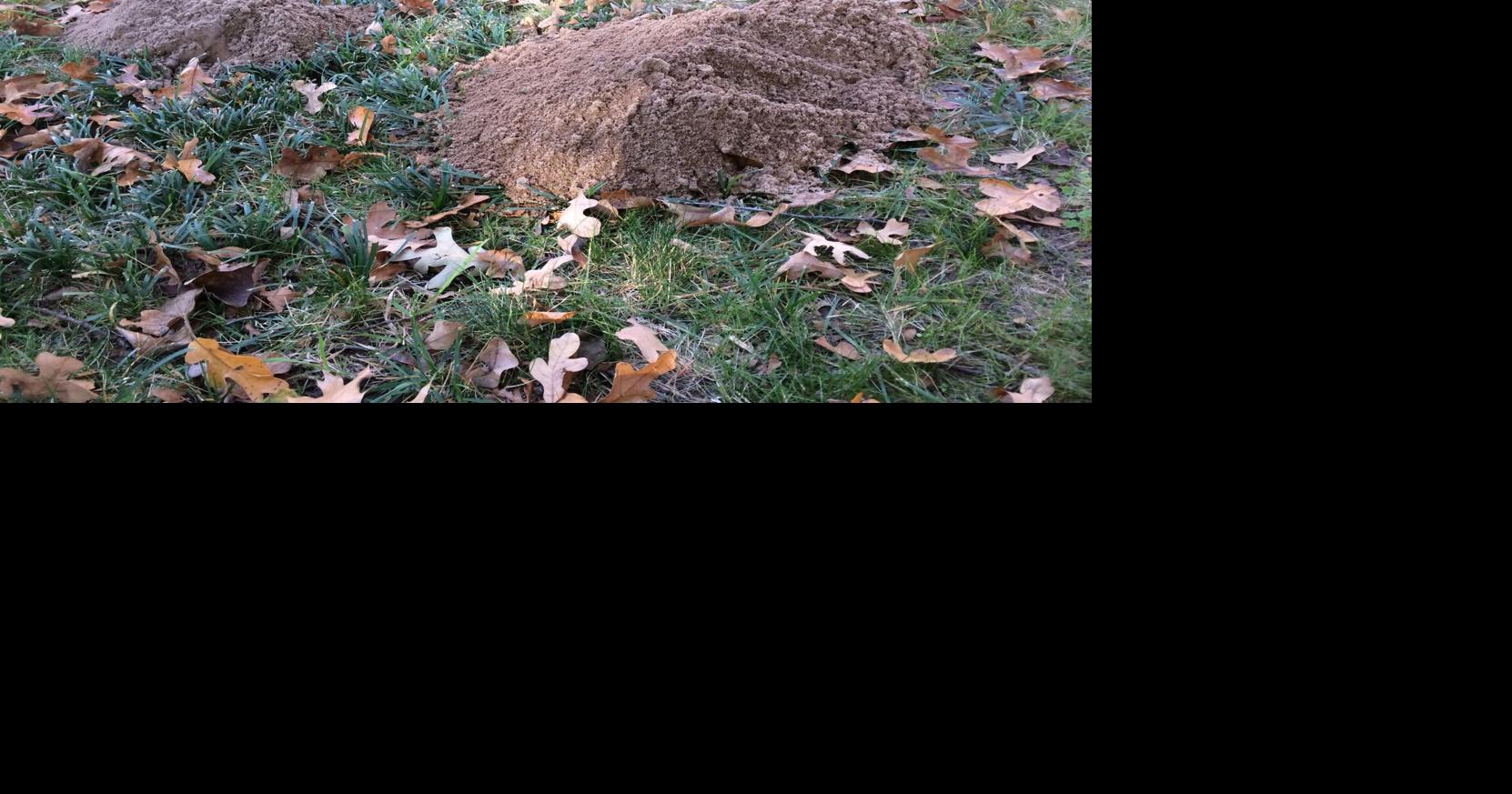 Master Gardener: Ridding your yard of gophers, moles