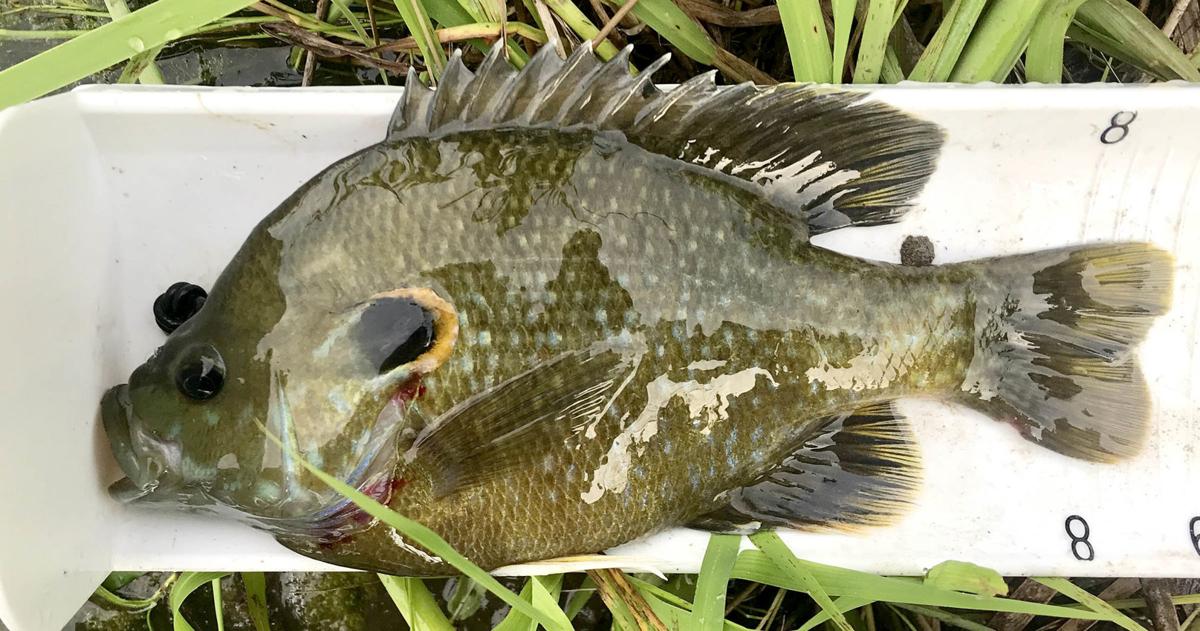 Kelly Bostian: Hard-hitting hybrids: Sunfish set to punch things up for ...