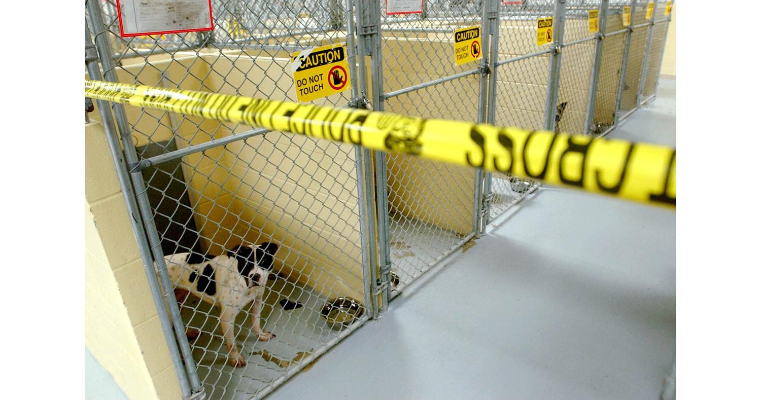Testimony continues in ex-NFL player's dog fighting trial